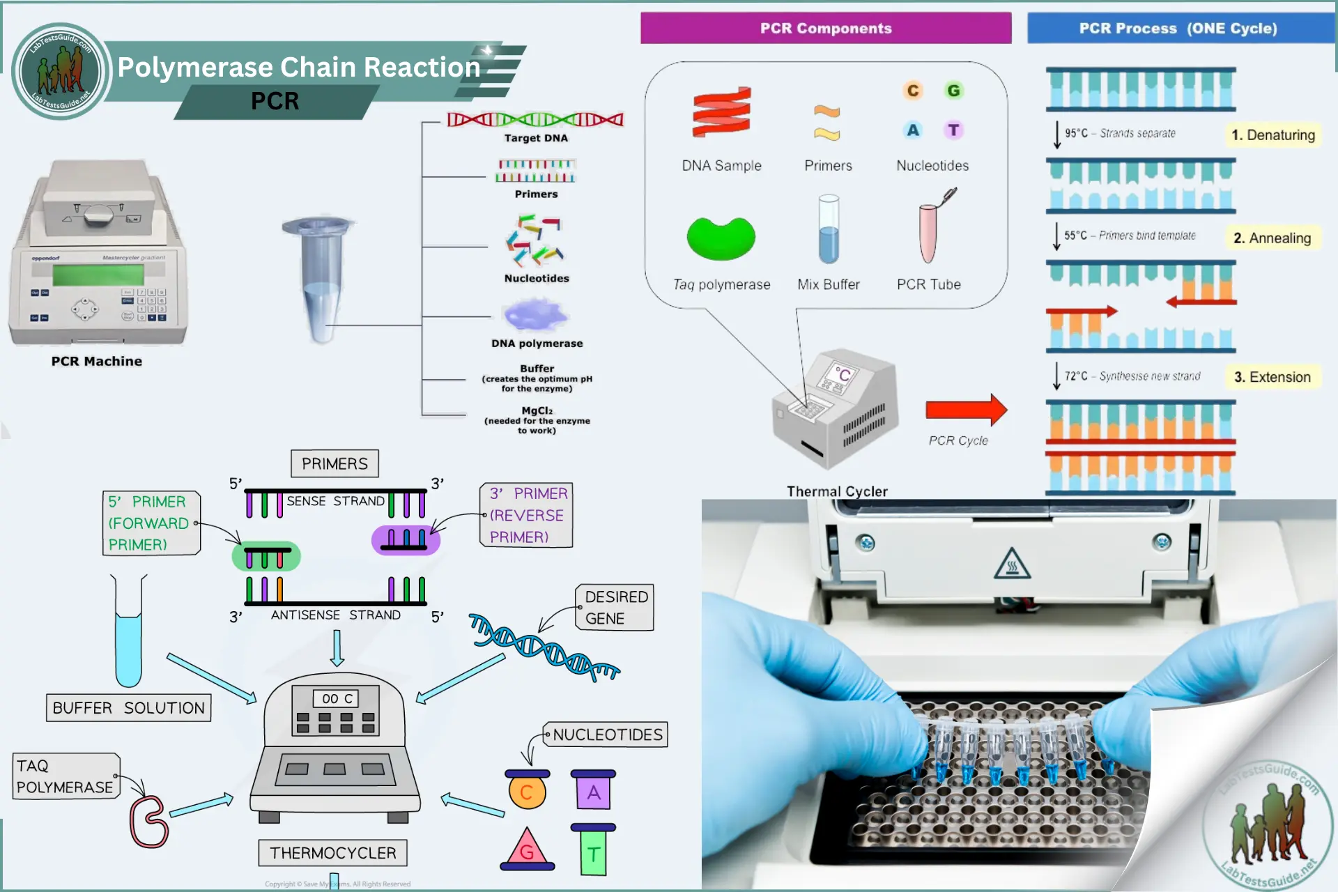 Polymerase Chain Reaction Pcr Methodology Principle Purpose Procedure And More